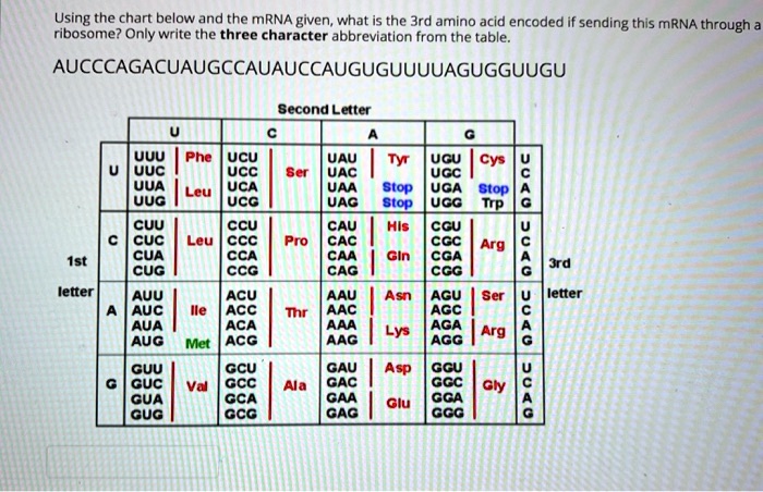 Using the chart below and the mRNA given, what is the 3rd amino acid ...