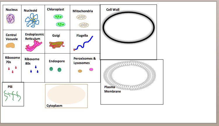SOLVED: Nucleus Nucleoid Chloroplast Mitochondria Cell Wall Central ...