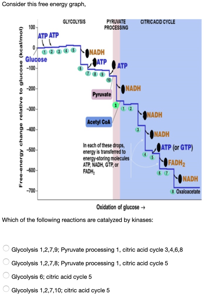 consider this free energy graph glycolysis pyruvate processing ...