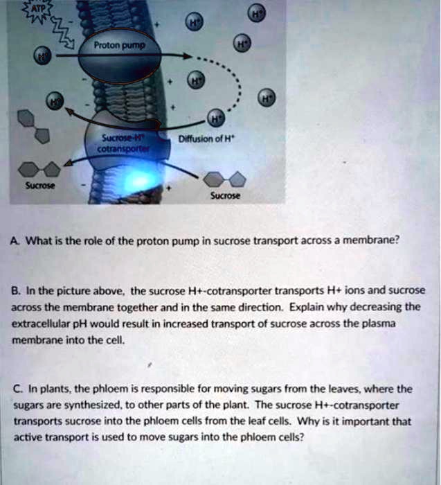 Proton pu sucrota coueue dtfusionolh sucrote sucrose what is...