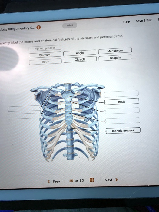 ology Integumentary S... Seled orrectly label the bones and anatomical ...