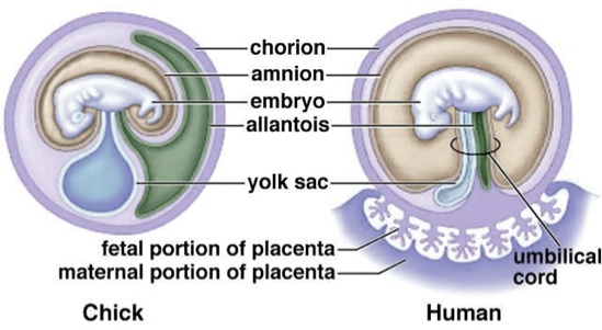 chorion amnion embryo allantois yolk sac soriaz fetal portion of ...