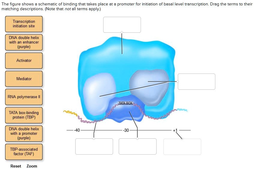 the figure shows schematic of binding that takes place at promoter for ...