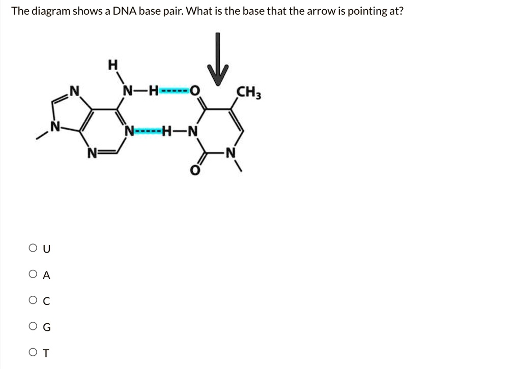 SOLVED: The diagram shows a DNA base pair: What is the base that the ...