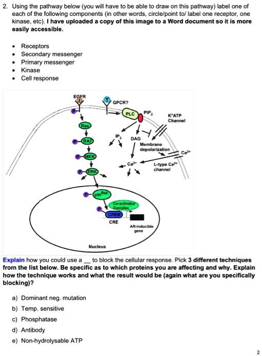 SOLVED: 2. Using the pathway below you will have to be able to draw on ...