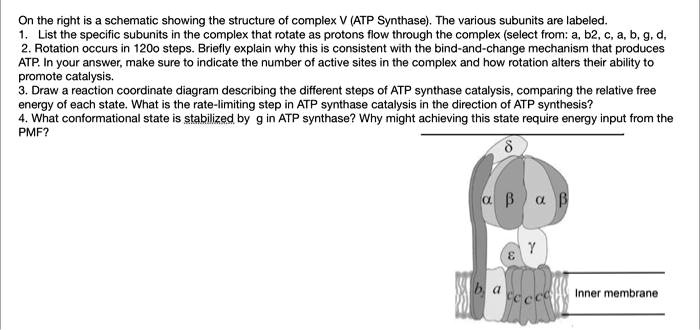 On the right is a schematic showing the structure of complex V (ATP Synthase). The various ...