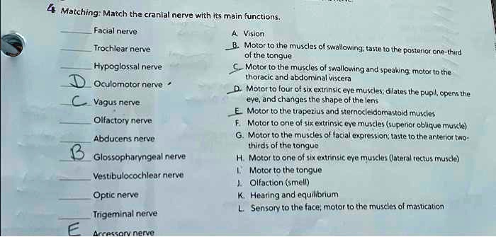 4 Matching: Match the cranial nerve with its main functions. Facial ...