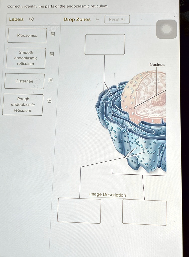 correctly identify the parts of the endoplasmic reticulum correctly ...