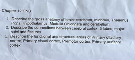 Chapter 12 CNS 1. Describe the gross anatomy of brain: cerebrum, midbrain, Thalamus, Pons ...