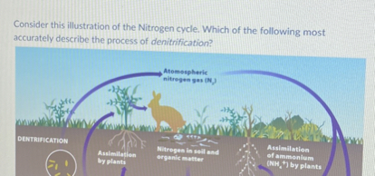 Consider this illustration of the Nitrogen cycle. Which of the ...