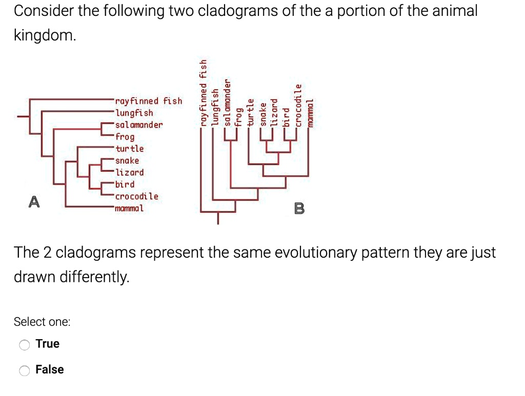 Consider the following two cladograms of the a portion of the animal ...