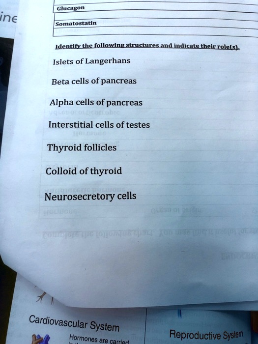 SOLVED: Glucagon Insulin Somatostatin Islets of Langerhans Beta cells ...