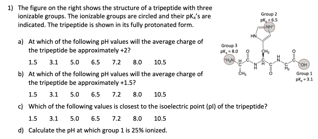 1) The figure on the right shows the structure of a tripeptide with ...