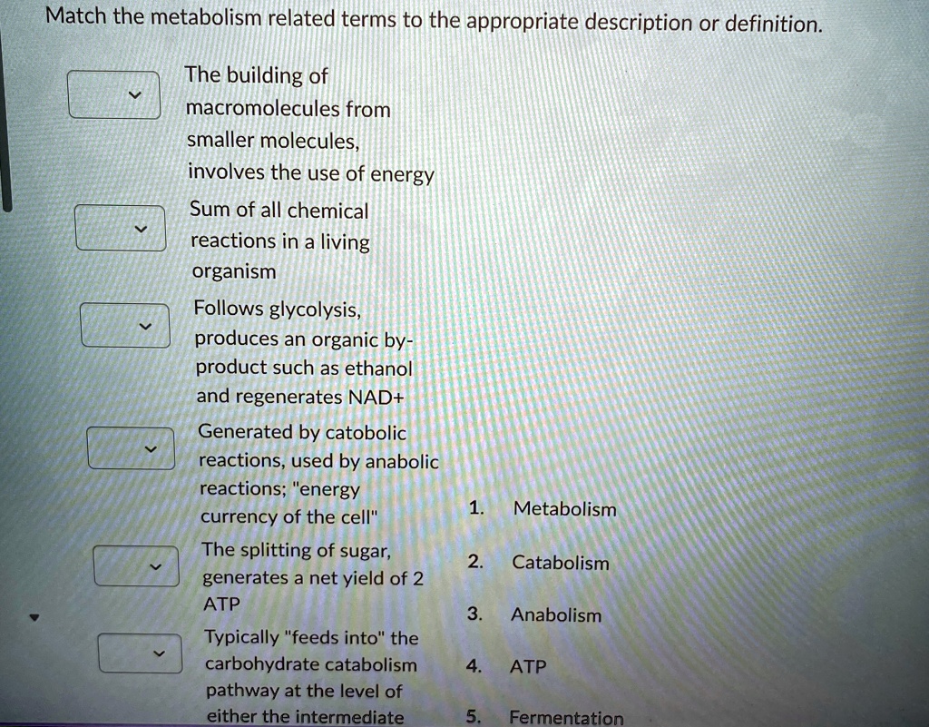 Match the metabolism related terms to the appropriate description or definition. The building of ...