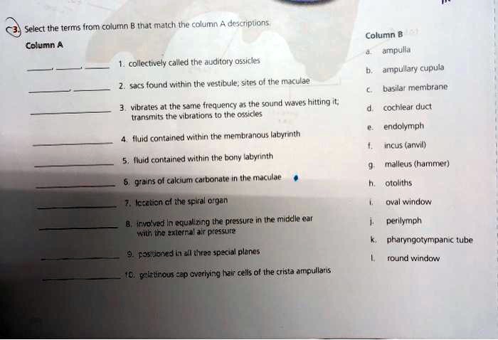 SOLVED: Select the terms from column B that match the column A ...