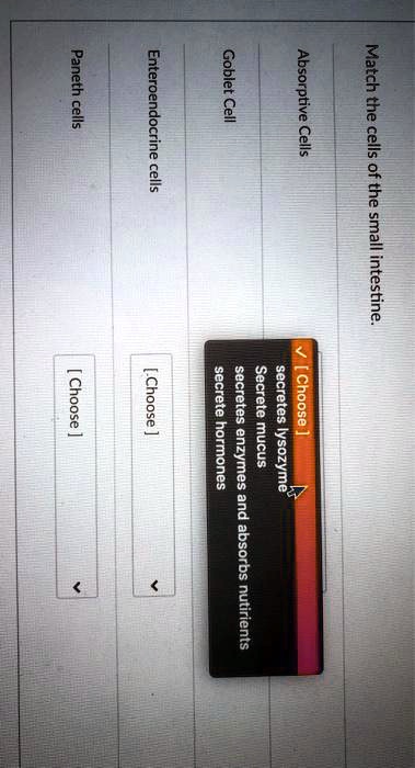 SOLVED: Paneth cells, Enteroendocrine cells, Goblet Cells, Absorptive Cells. Match the cells of ...