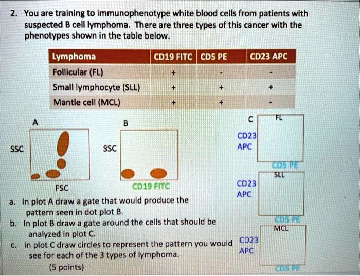 2. You are training to immunophenotype white blood cells from patients ...