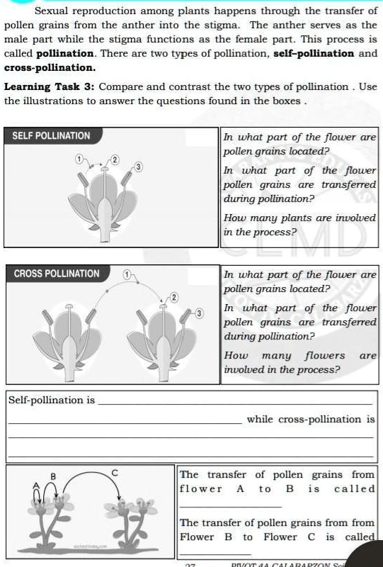 Parts Of Flower Pollination And Fertilization Worksheet Answers | Best ...