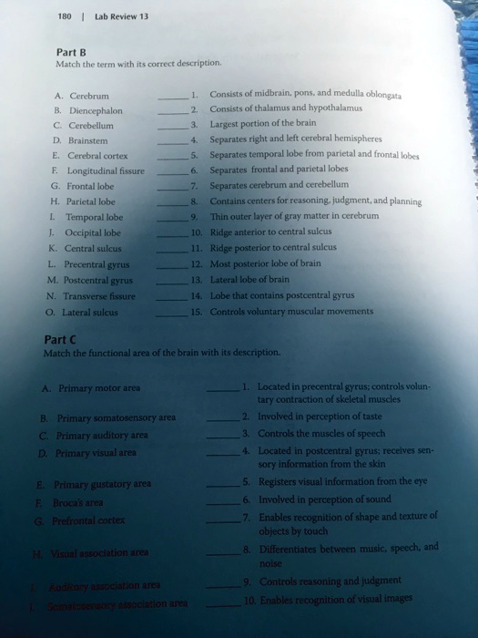 180 Lab Review 13 Part B Match the term with its correct description. A ...