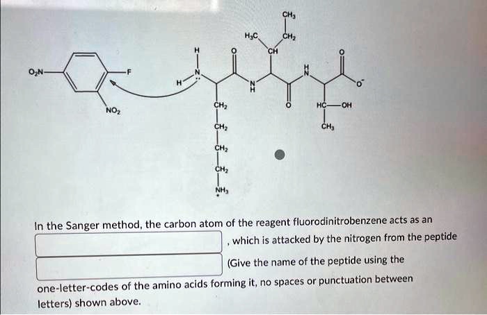 SOLVED: In the Sanger method, the carbon atom of the reagent ...