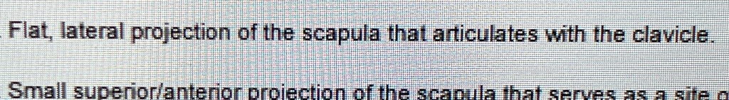 Flat, lateral projection of the scapula that articulates with the ...