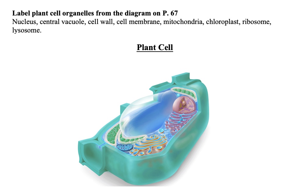 SOLVED: Label plant cell organelles from the diagram on P. 67 Nucleus ...