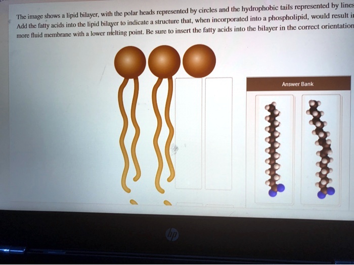 SOLVED: by circles and the hydrophobic tails represented by lines The ...