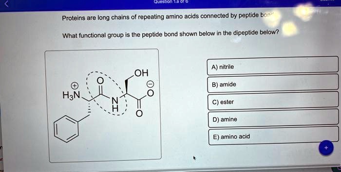 proteins are long chains of repeating amino acids connected by peptide ...