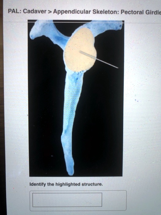 PAL: Cadaver > Appendicular Skeleton: Pectoral Girdle Identify the highlighted structure.