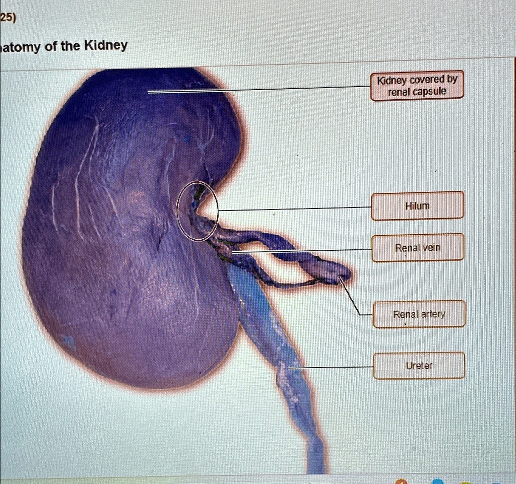 Anatomy of the Kidney Kidney covered by renal capsule Hilum Renal vein Renal artery Ureter