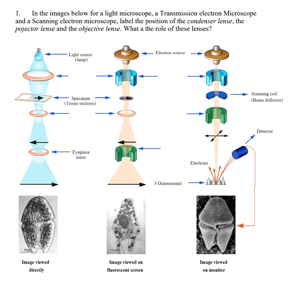 Solved In The Images Below For A Light Microscope A Transmission