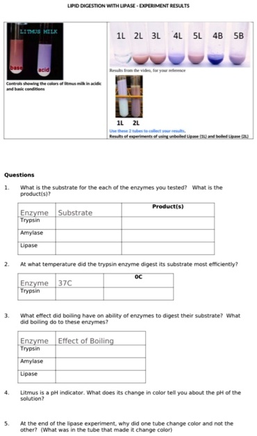 LIPID DIGESTION WITH LIPASE - EXPERIMENT RESULTS 1L 2L 3L 4L 5L 4B 5B ...
