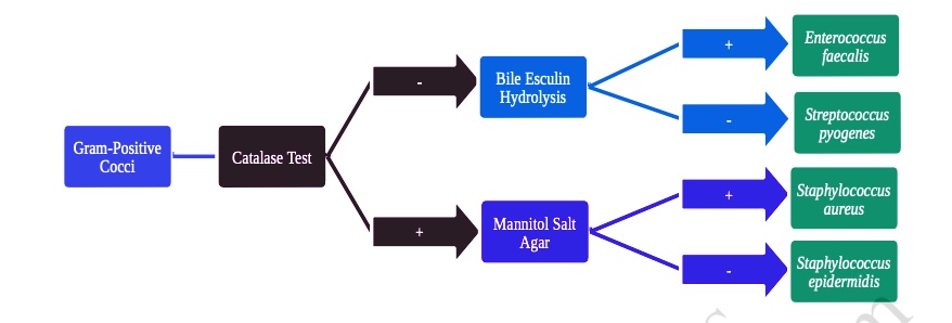 SOLVED: Enterococcus faecalis Bile Esculin Hydrolysis Streptococcus ...
