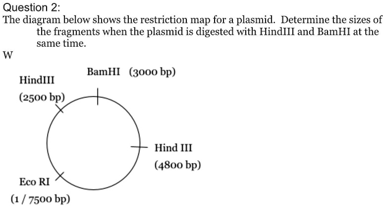 Question 2: The diagram below shows the restriction map for a plasmid ...