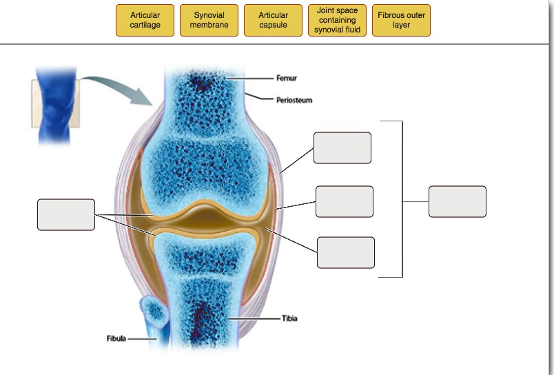 Structure of a typical synovial joint Articular cartilage Synovial ...