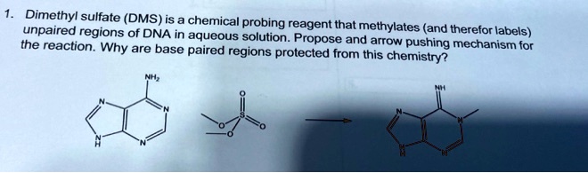 SOLVED: Dimethyl sulfate (DMS) is a chemical probing unpaired regions ...