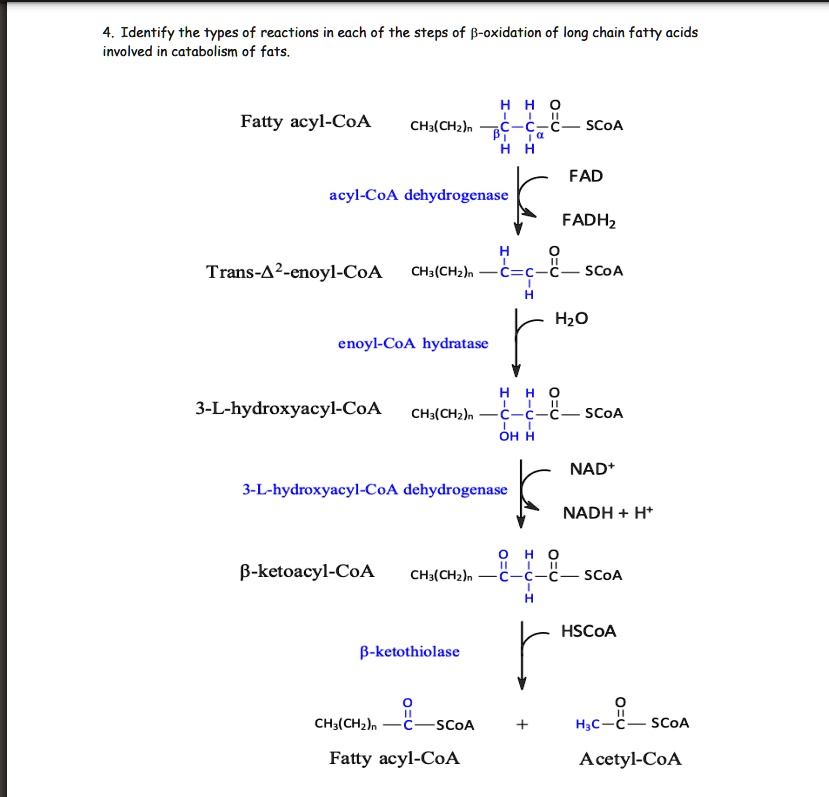 4. Identify the types of reactions in each of the steps of ?-oxidation ...