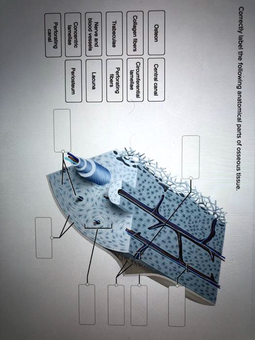 Canal Perforating lamellae Concentric blood vessels Nerve and ...