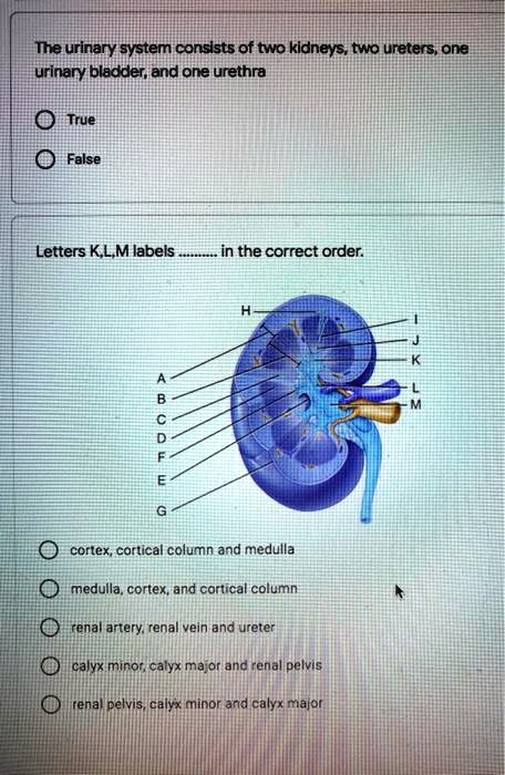 SOLVED: The urinary system consists of two kidneys, two ureters, one ...