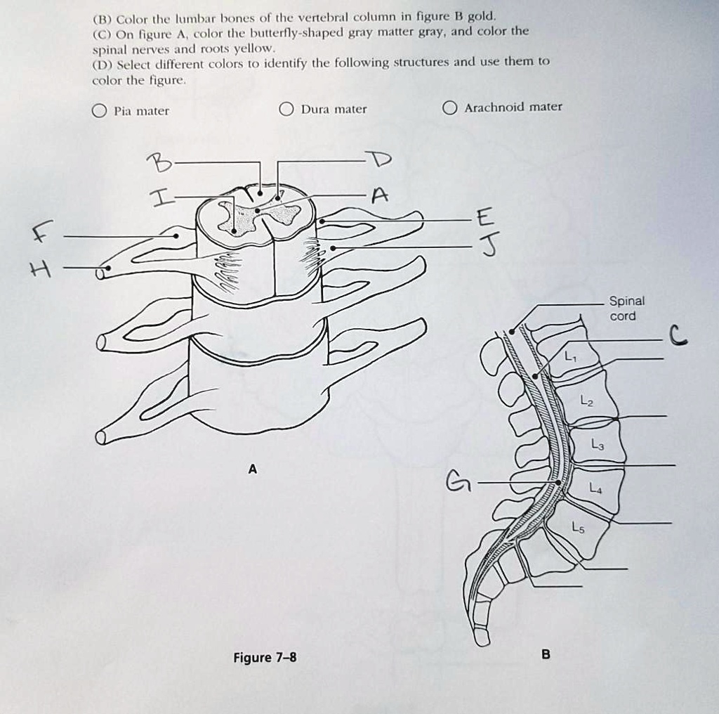 SOLVED: Please color coordinate as stated in directions. Color the ...
