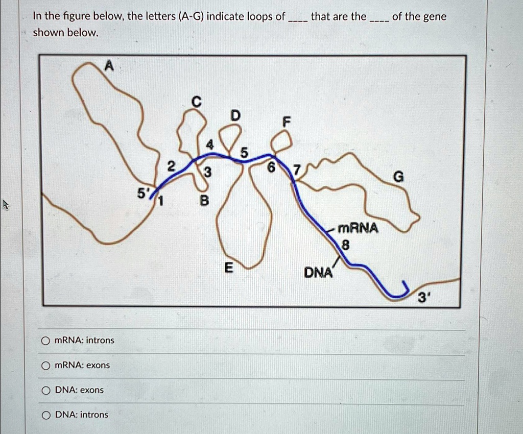 In the figure below, the letters (A-G) indicate loops of that are the ...