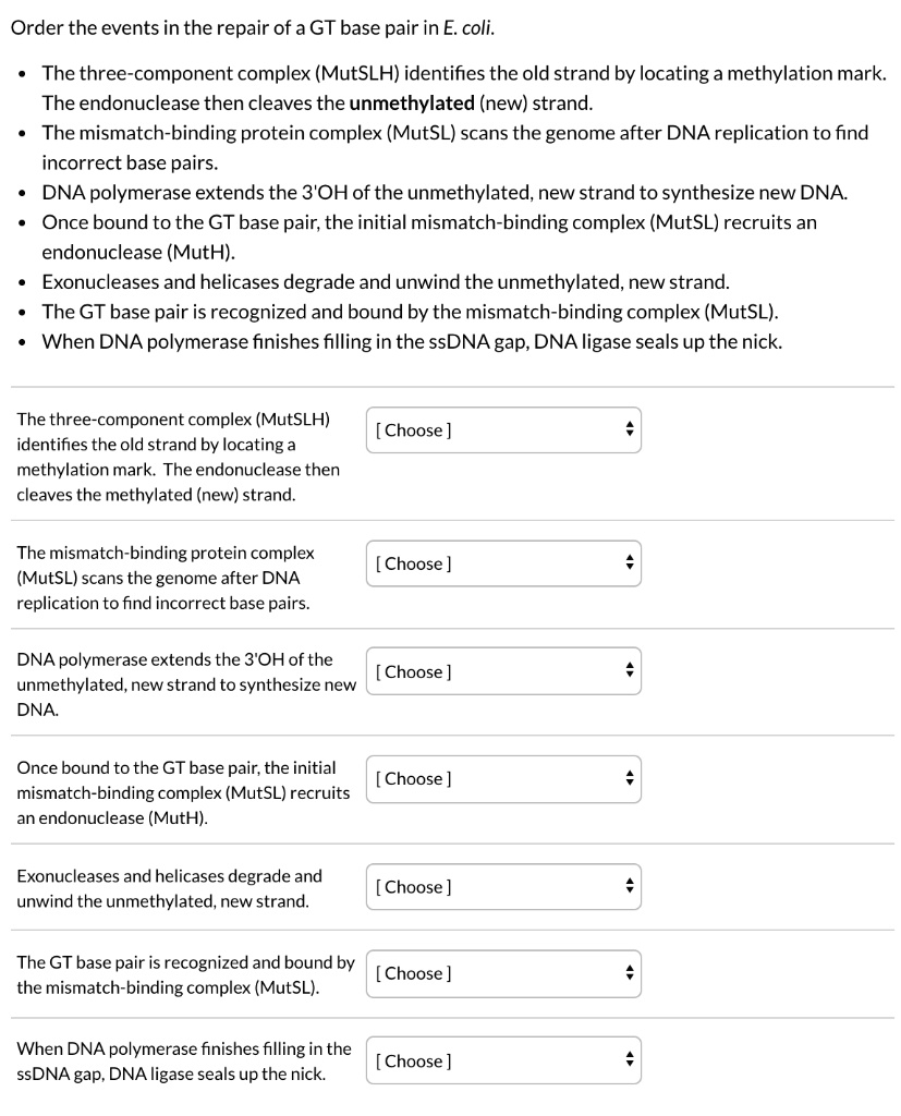 Order the events in the repair of a GT base pair in E. coli. • The ...