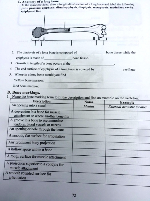 C. Anatomy of a long bone 1. In the space provided, draw a longitudinal ...