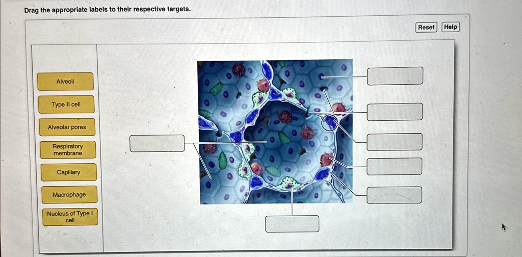 Drag the appropriate labels to their respective targets. Drag the ...