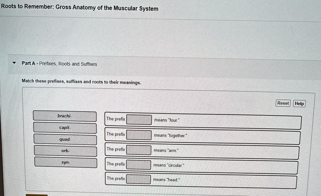 Roots to Remember: Gross Anatomy of the Muscular System Part A ...