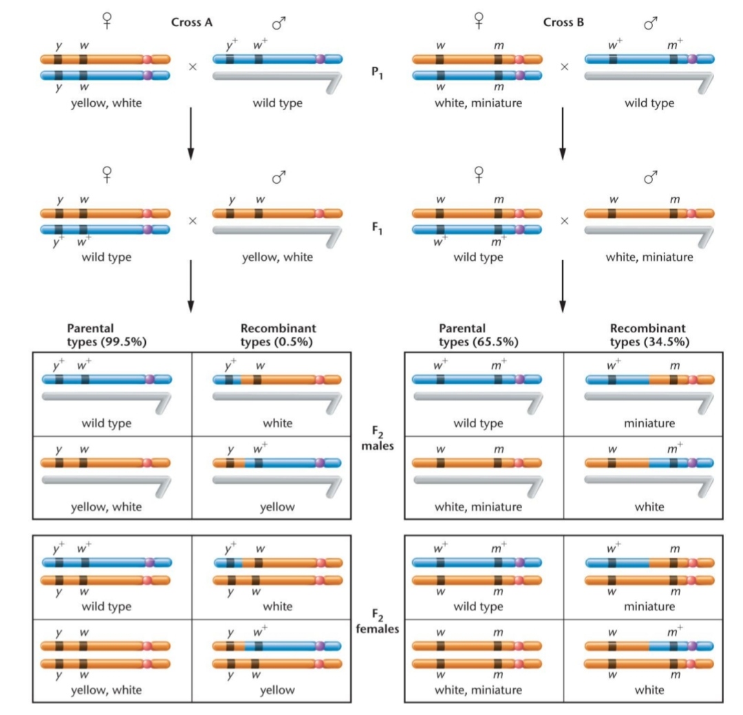 the f1 and f2 results of crosses involving the yellow y white w ...