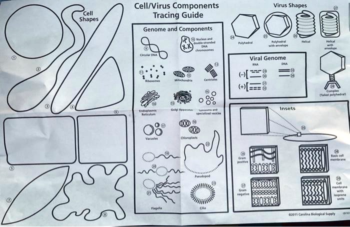 cellvirus components tracing guide genome and components vrus shapes ...