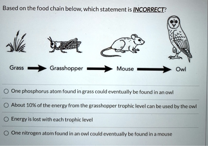 SOLVED: Based on the food chain below, which statement is INCORRECT ...