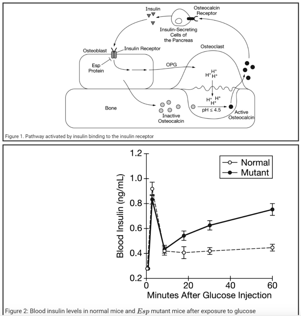 Insulin ? Osteocalcin Receptor Insulin-Secreting Cells of the Pancreas ...
