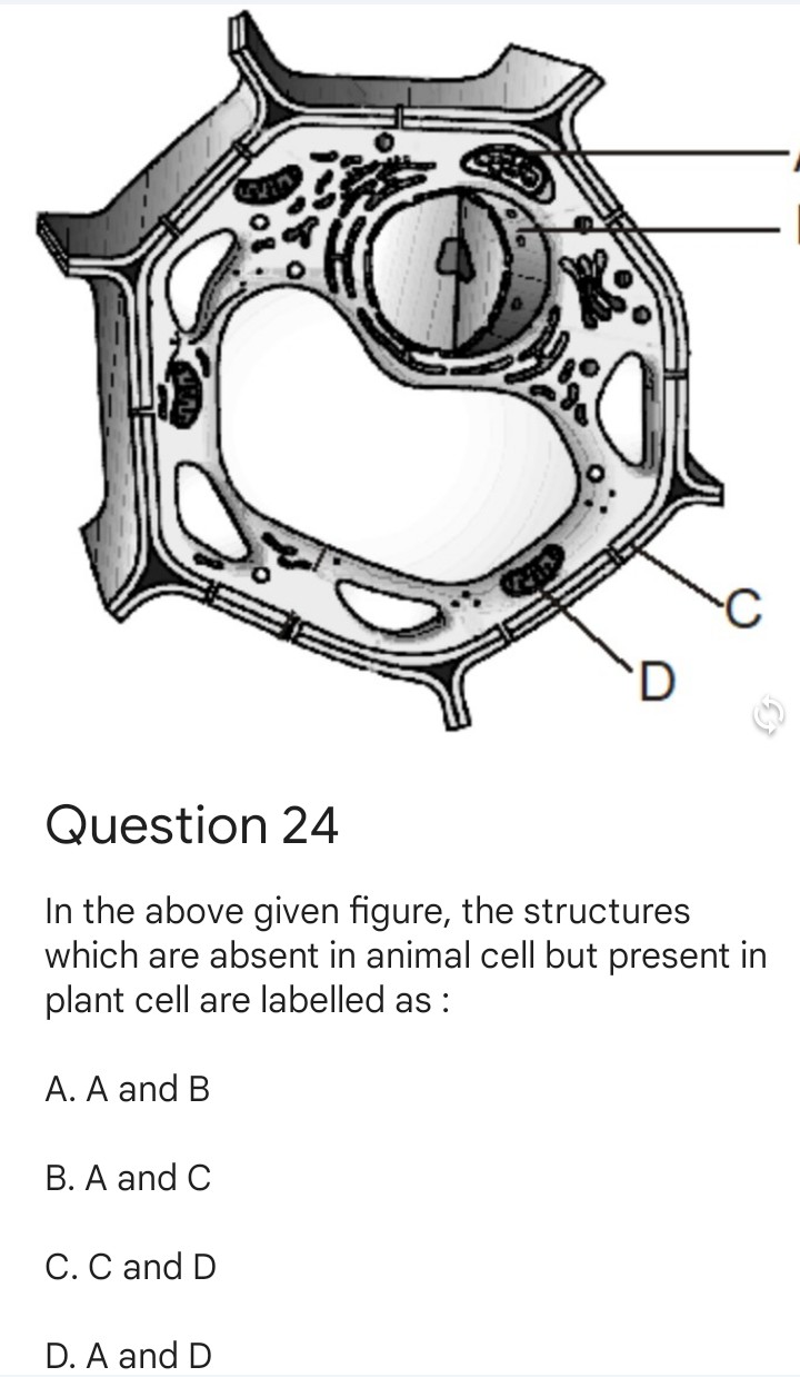 Question 24 In the above given figure, the structures which are absent ...
